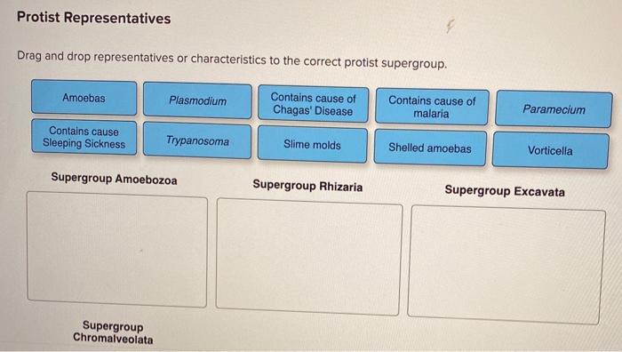 Solved Protist Representatives Drag and drop representatives | Chegg.com