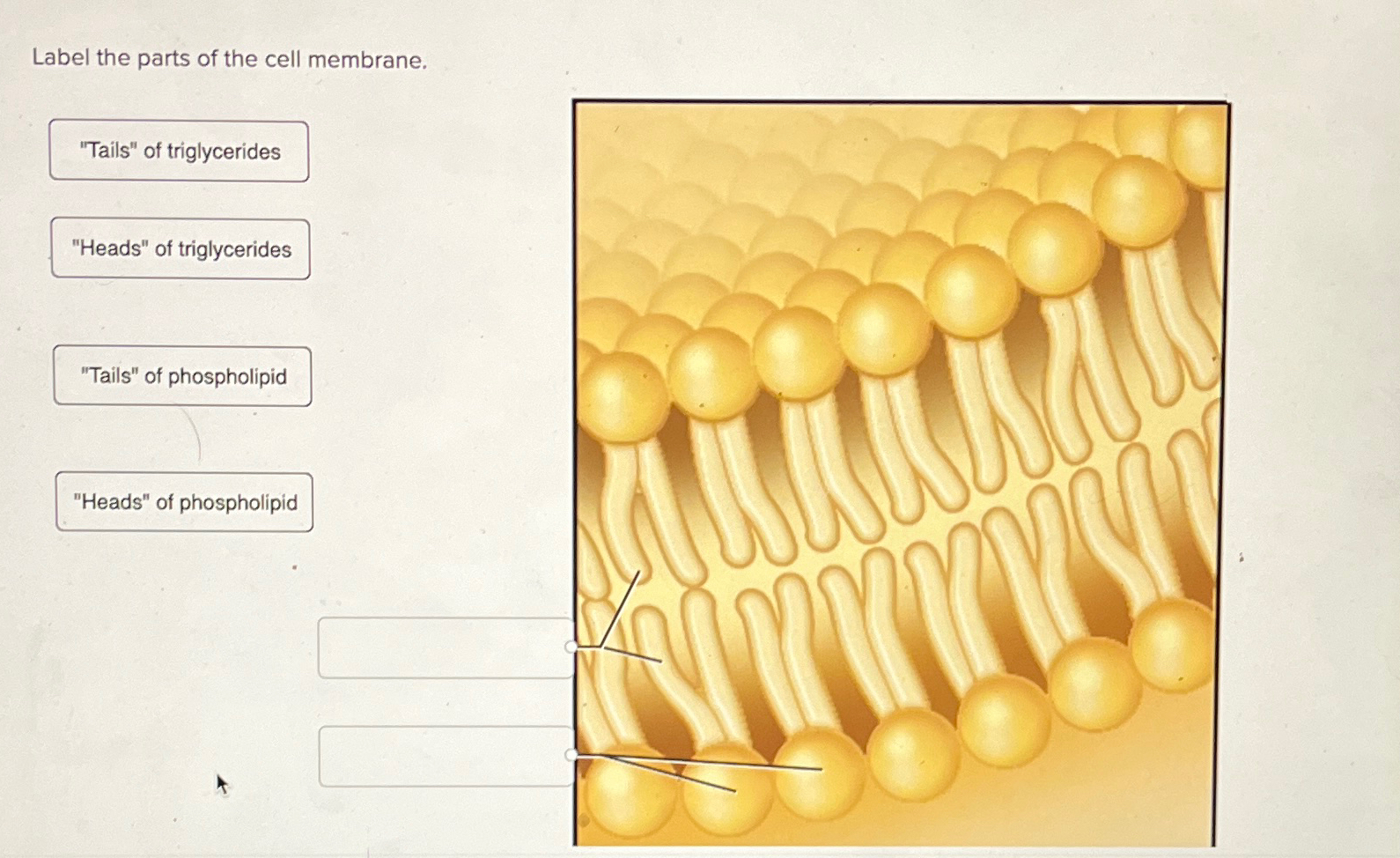 Solved Label the parts of the cell membrane. | Chegg.com
