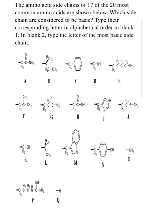 Solved The amino acid side chains of 17 of the 20 most | Chegg.com