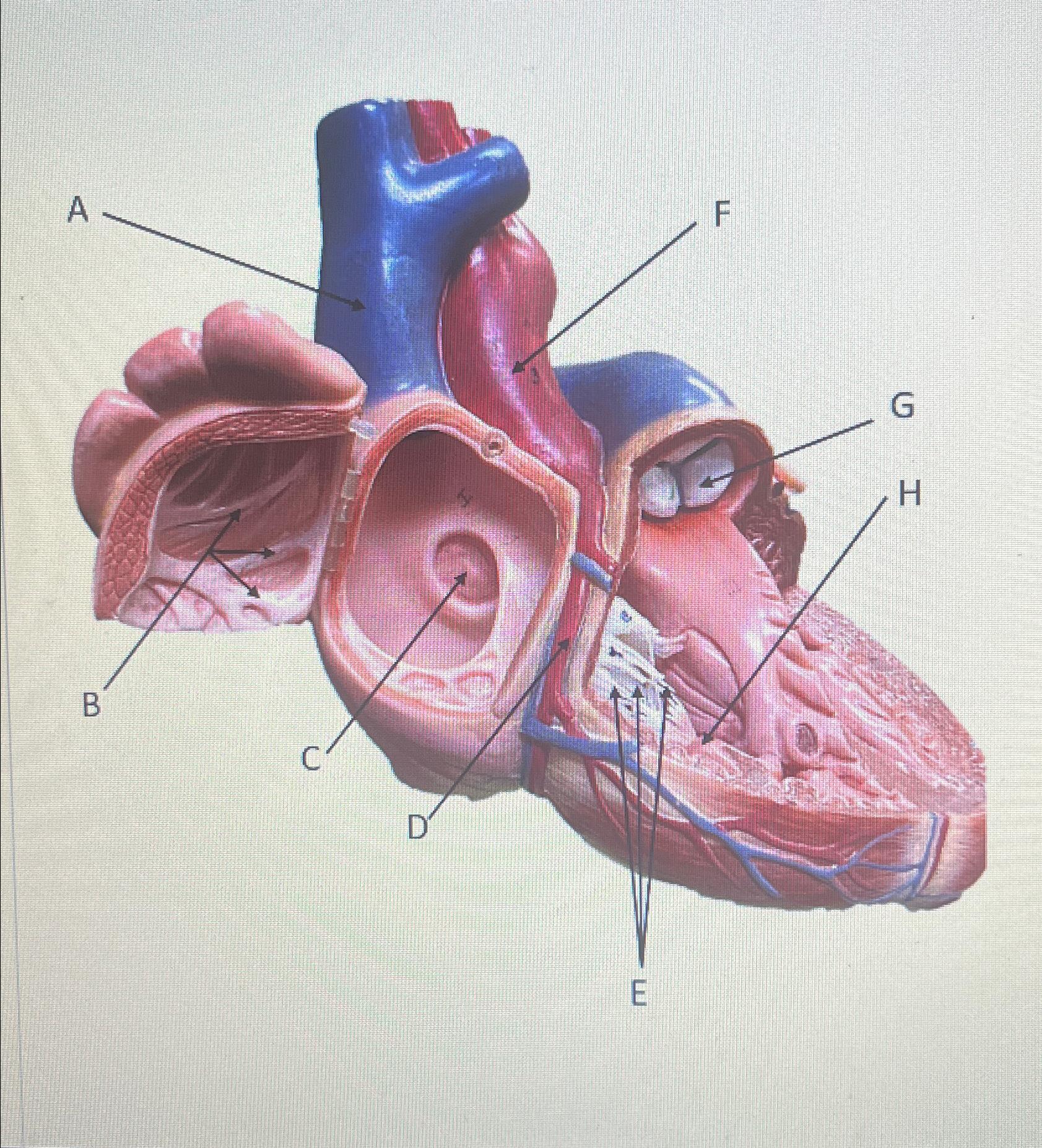 Solved Identify the chamber labeled C Identify the valve | Chegg.com Solved Identify the chamber labeled C Identify the valve | Chegg.com