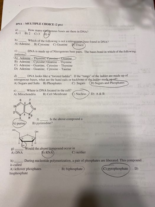 Solved DNA - MULTIPLE CHOICE (2 pts) How many nurogenous | Chegg.com