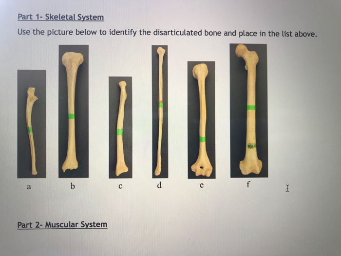 Solved Part 1- Skeletal System Use the picture below to | Chegg.com