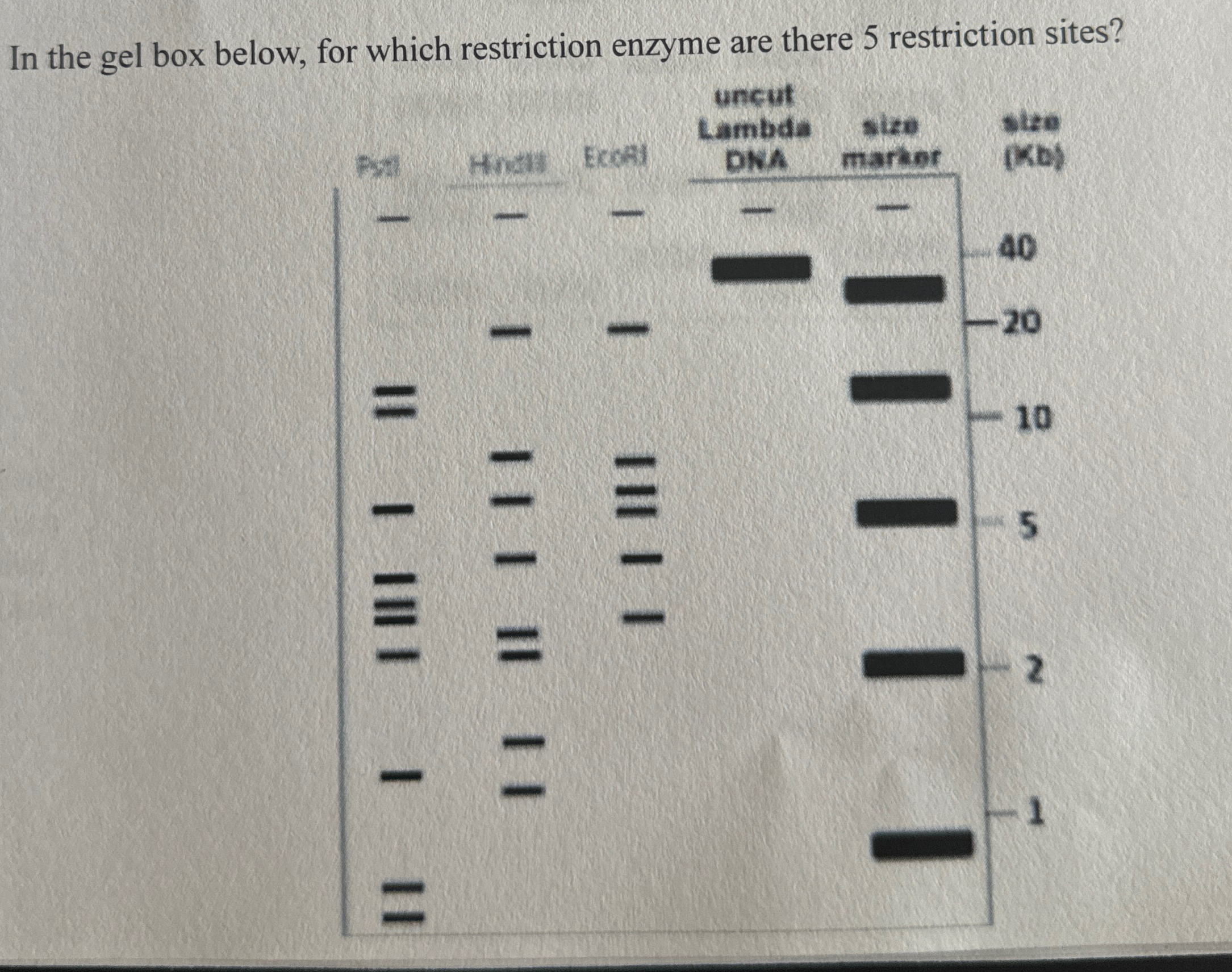 Solved In the gel box below, for which restriction enzyme | Chegg.com