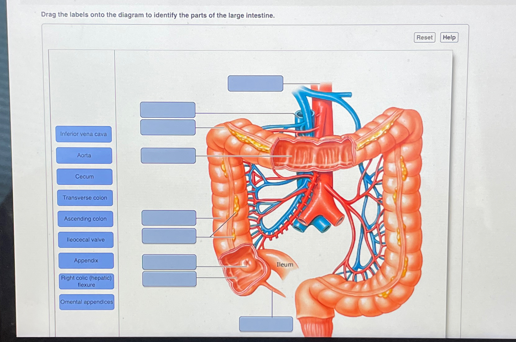 Solved Drag the labels onto the diagram to identify the | Chegg.com