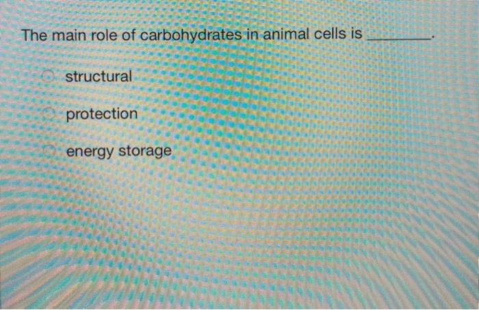 Solved Which Of The Following Statements Is True Of Enzymes