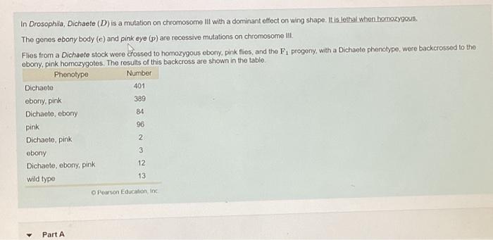 Solved mIn Drosophila, Dichaete (D) is a mutation on | Chegg.com