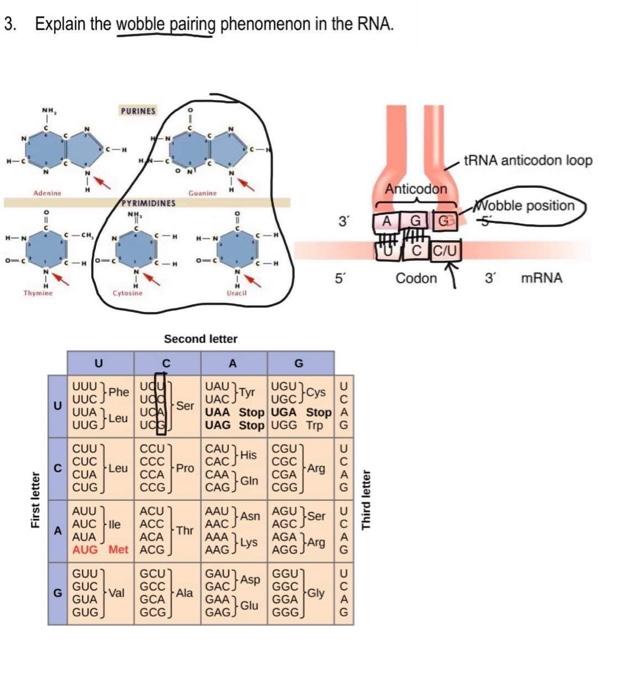 Solved 3. Explain the wobble pairing phenomenon in the RNA. | Chegg.com