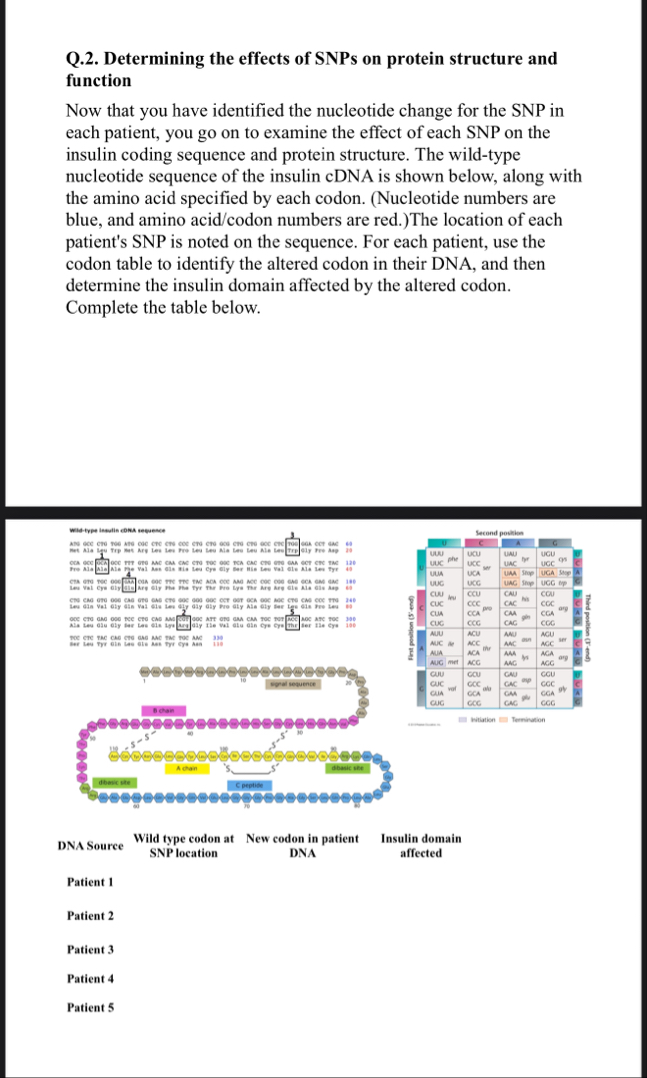 Solved Q.2. ﻿Determining the effects of SNPs on protein | Chegg.com