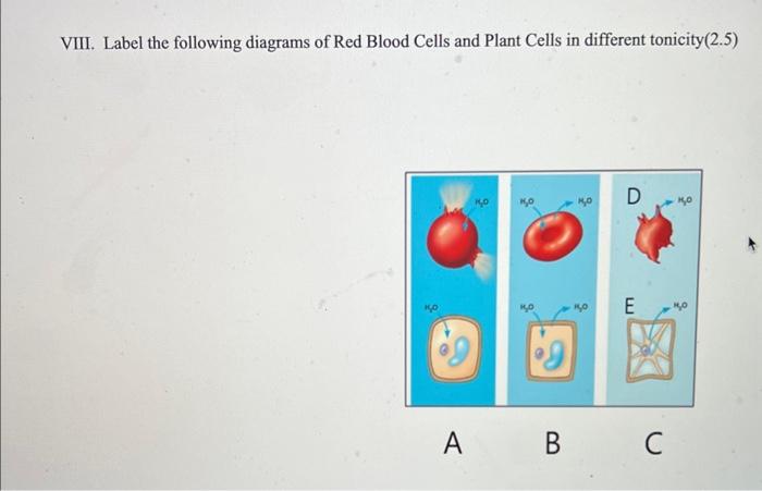 Solved VIII. Label the following diagrams of Red Blood Cells | Chegg.com