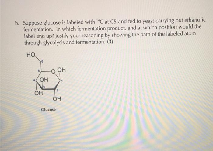 b. Suppose glucose is labeled with 14C at C5 and fed | Chegg.com