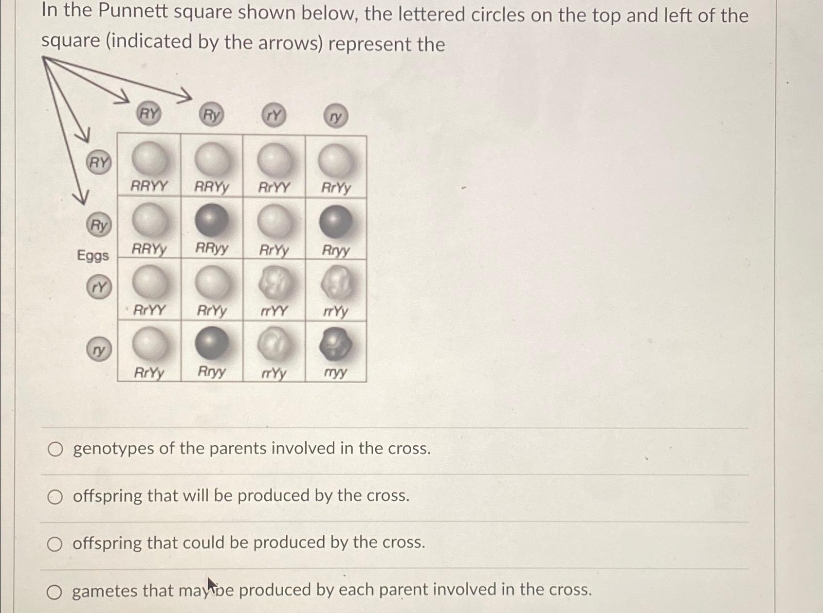 Solved In the Punnett square shown below, the lettered | Chegg.com