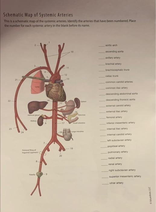 Solved Schematic Map of Systemic Arteries This k a schematic | Chegg.com