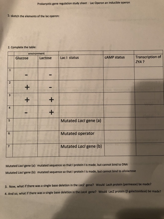 Solved Prokaryotic gene regulation study sheet: Lac Operon | Chegg.com