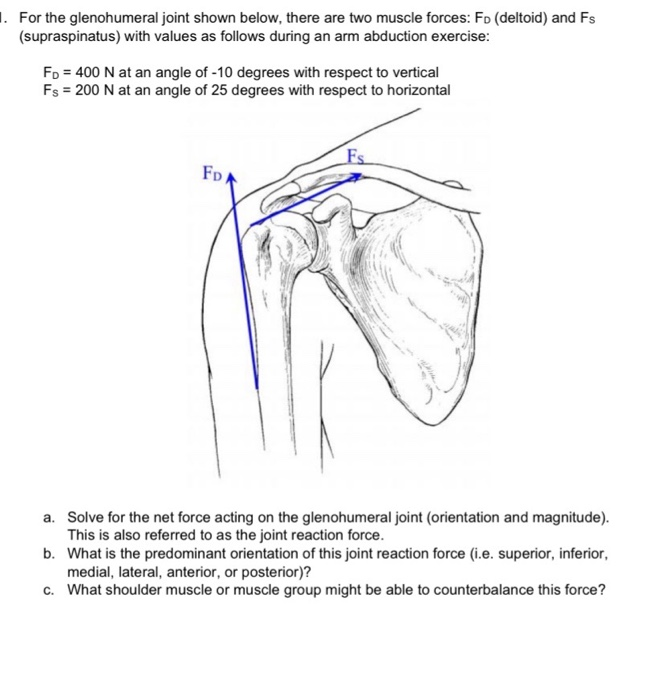 Solved 1. For the glenohumeral joint shown below, there are | Chegg.com