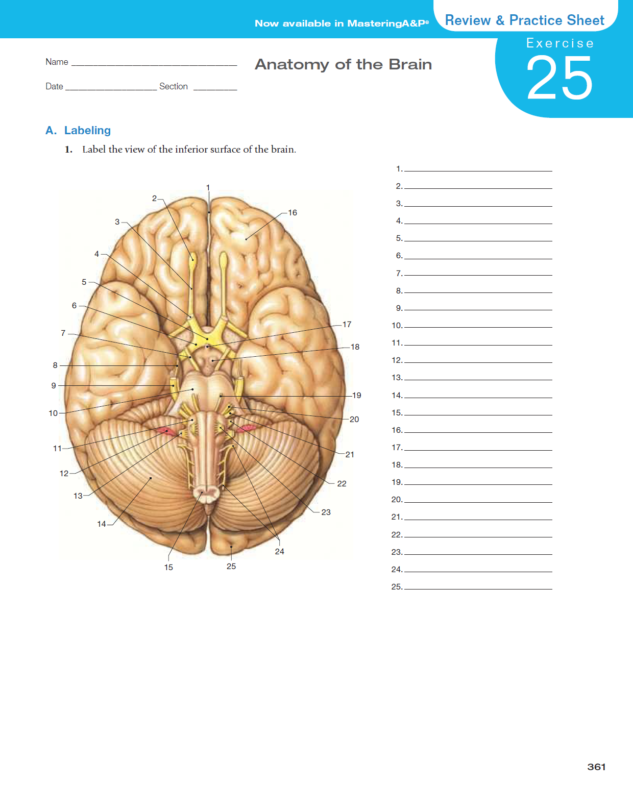 Solved Now available in ﻿MasteringA&P®Review & Practice | Chegg.com