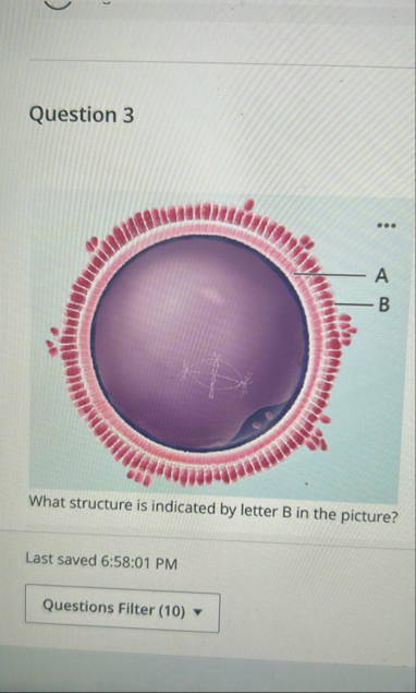 Question 3wwat structure is indicated by letter B in | Chegg.com