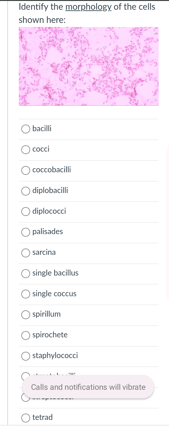 Solved shown here: bacilli cocci coccobacilli diplobacilli | Chegg.com