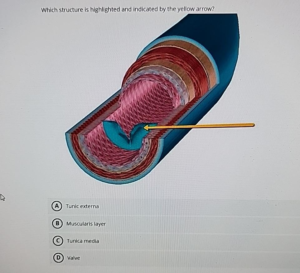 Solved Which structure is highlighted and indicated by the | Chegg.com