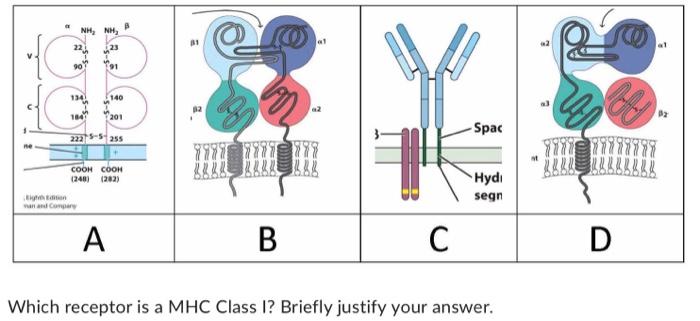 Solved Which receptor is a MHC Class I? Briefly justify your | Chegg.com
