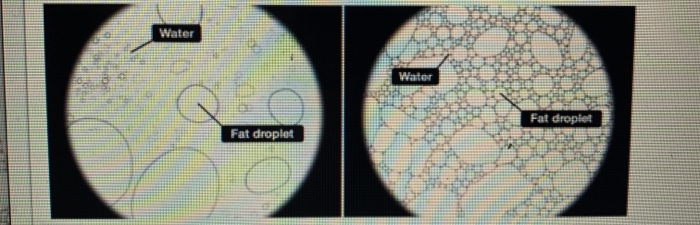 Solved which one represents that fat has been dissolved in | Chegg.com