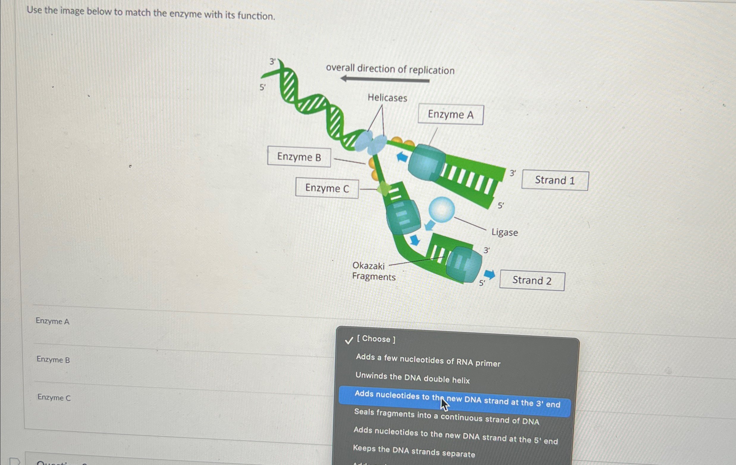 Solved Use the image below to match the enzyme with its | Chegg.com
