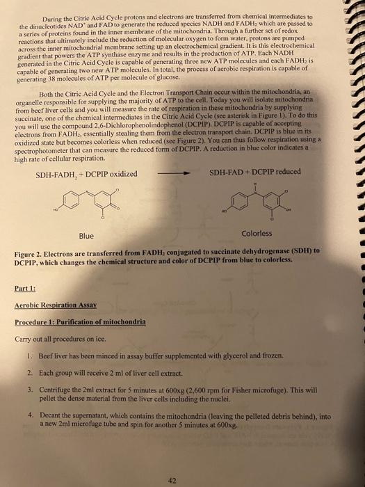 Solved During the Citric Acid Cycle protons and electrons | Chegg.com