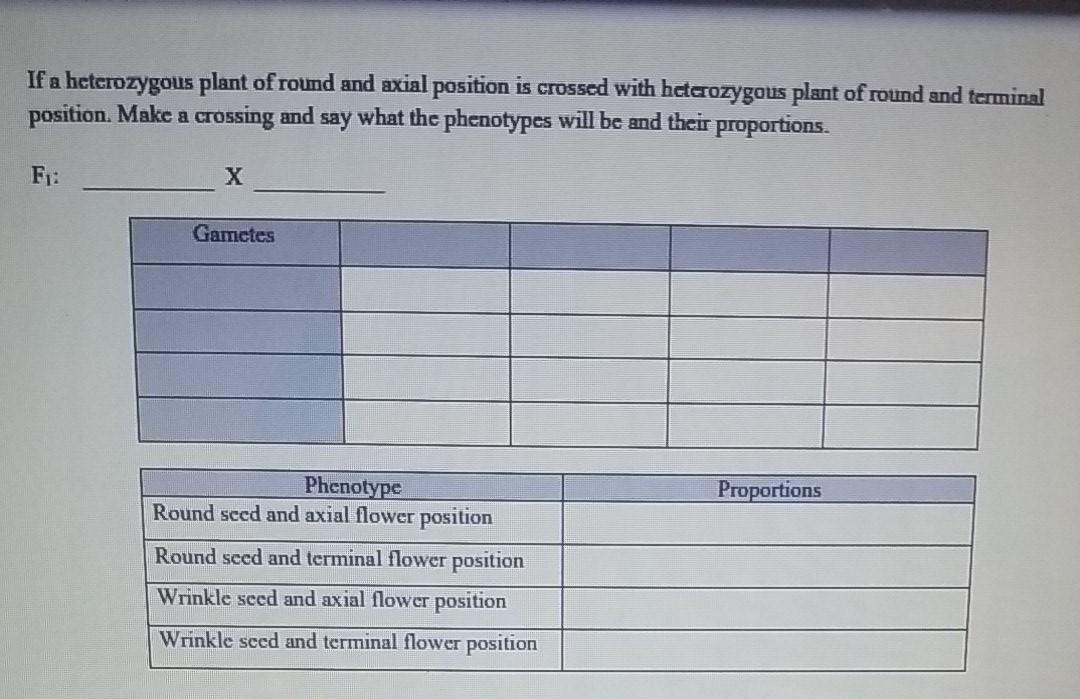 Solved The round seed shape of the pea plants is given by | Chegg.com