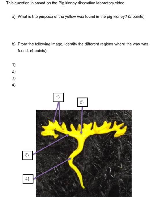 This question is based on the Pig kidney dissection | Chegg.com
