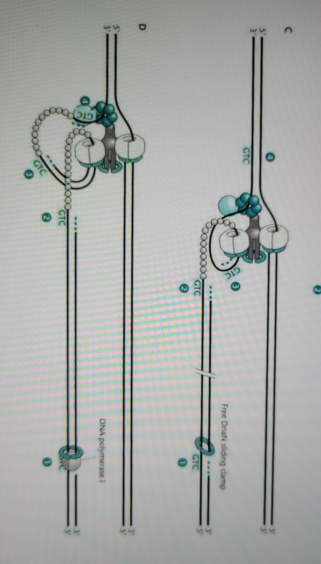 Solved This is for microbiology. Can you please explain in | Chegg.com