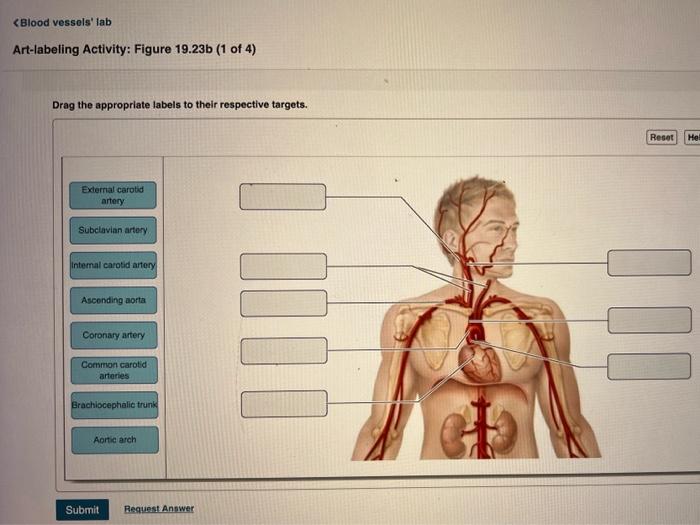 Solved Art-labeling Activity: Figure 19.23b (1 of 4) Drag | Chegg.com