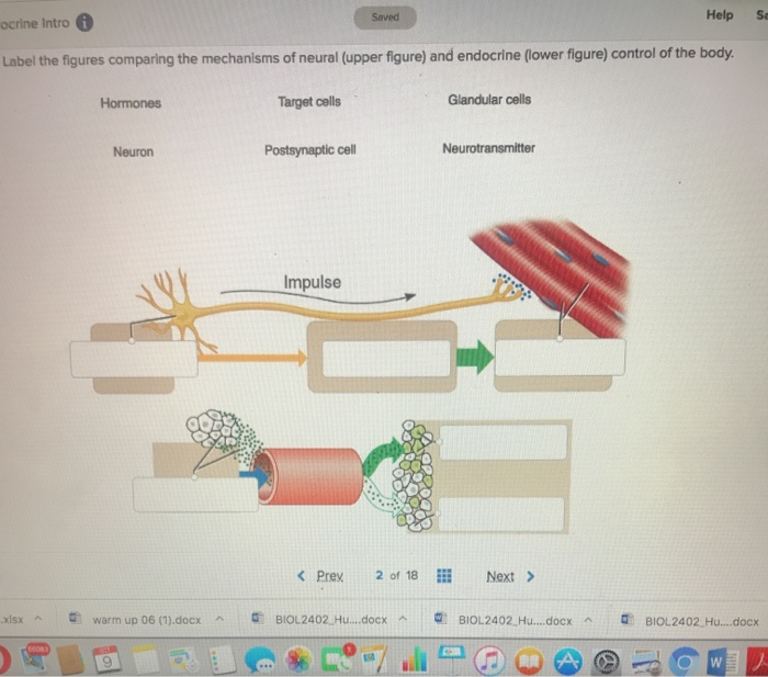Solved 19 Endocrine Intro Seved Help Save & Label the | Chegg.com