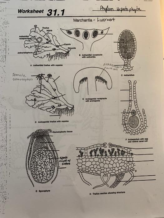 Solved Worksheet 33.3 Phylum Pterophyta Fern Gametophyte A | Chegg.com