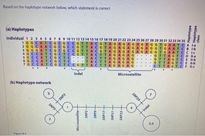 Solved Based on the haplotype network below, which statement | Chegg.com