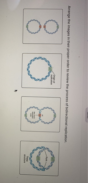 Solved Arrange the images in their proper order to review | Chegg.com