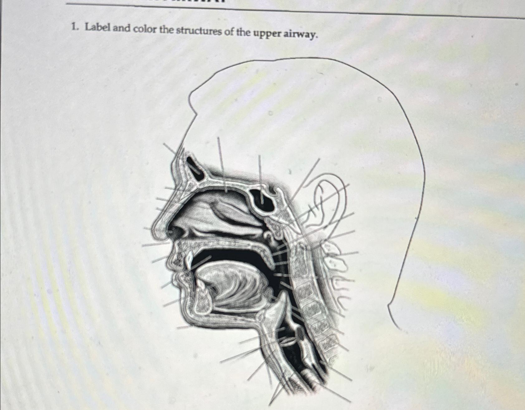 Solved Label and color the structures of the upper airway. | Chegg.com