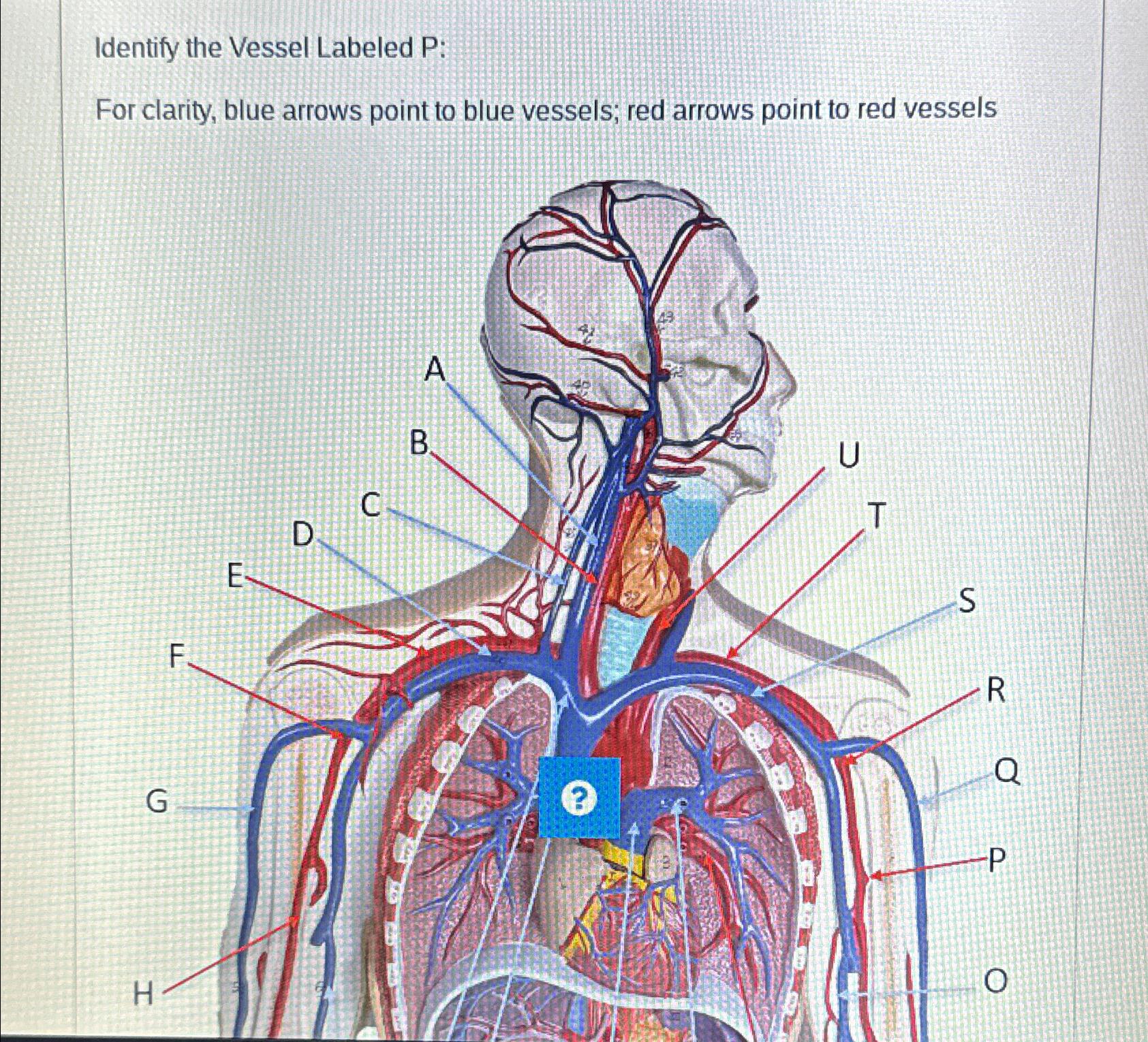 Solved Identify the Vessel Labeled P:For clarity, blue | Chegg.com