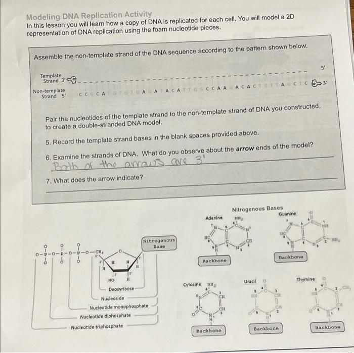 Solved Modeling DNA Replication Activity In this lesson you | Chegg.com