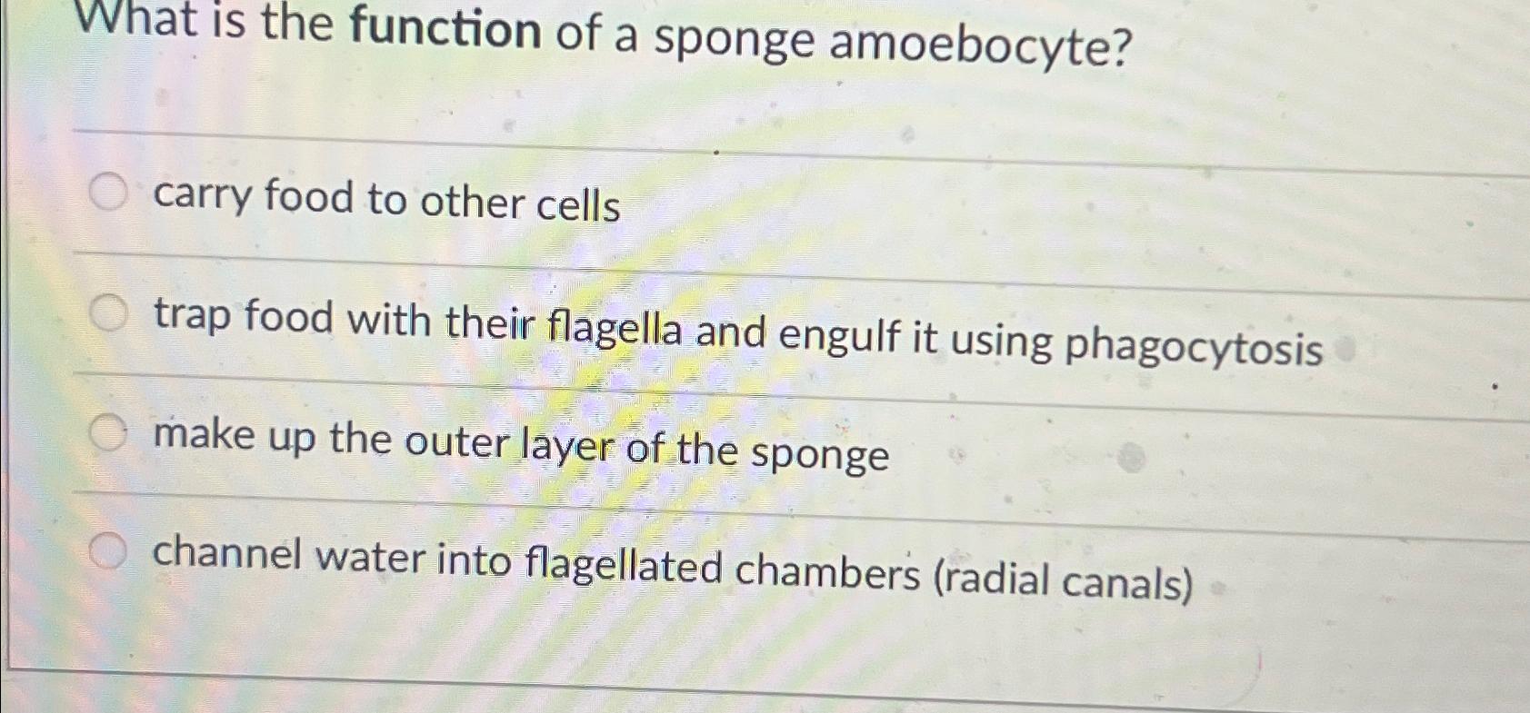 Solved What is the function of a sponge amoebocyte?carry | Chegg.com