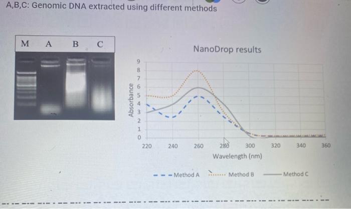 Solved The DNA extracted using different methods were | Chegg.com