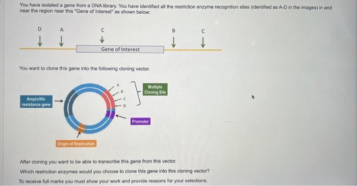 Solved You have isolated a gene from a DNA library. You have | Chegg.com