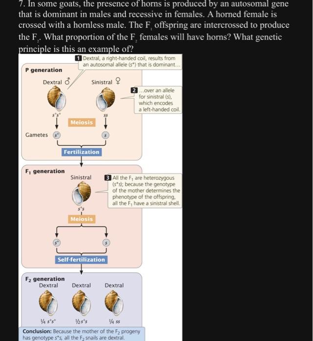 Solved 7. In some goats, the presence of horns is produced | Chegg.com