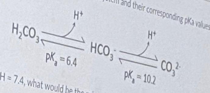Solved Below you can see the two equilibria in a carbonic | Chegg.com