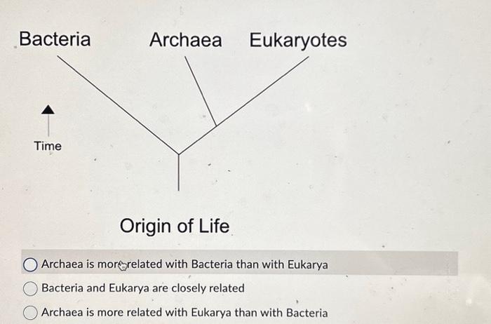 Solved Bacteria Time Archaea Eukaryotes Origin of Life | Chegg.com