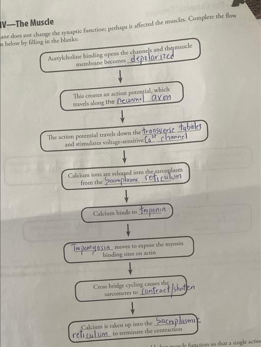 Neuromuscular Junction Flow Chart