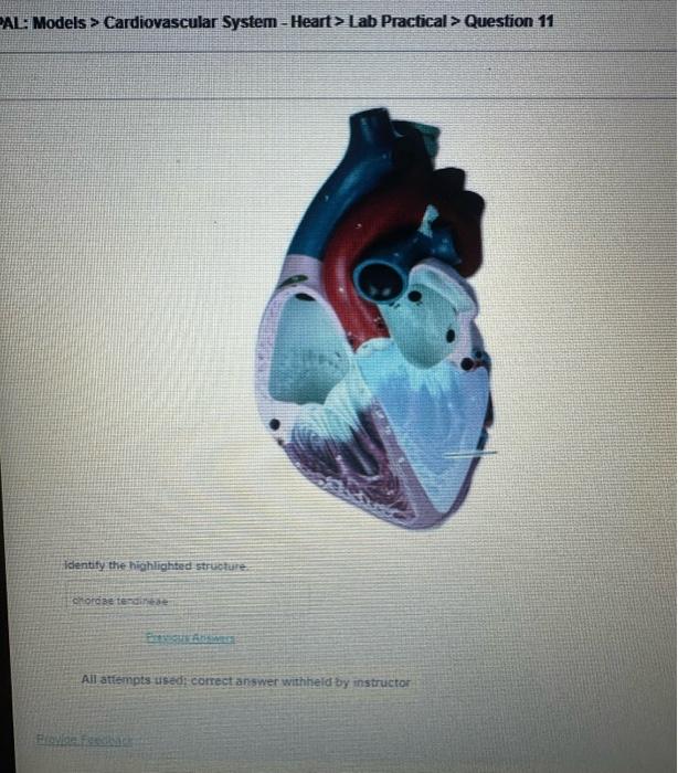 Solved ∴ Models > Cardiovascular System-Heart> Lab | Chegg.com