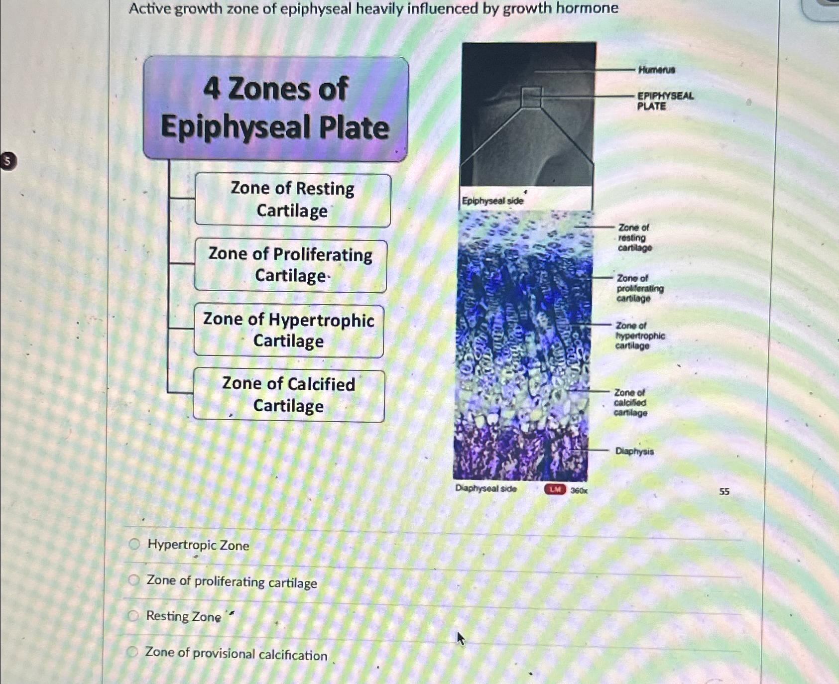 Solved Active growth zone of epiphyseal heavily influenced | Chegg.com