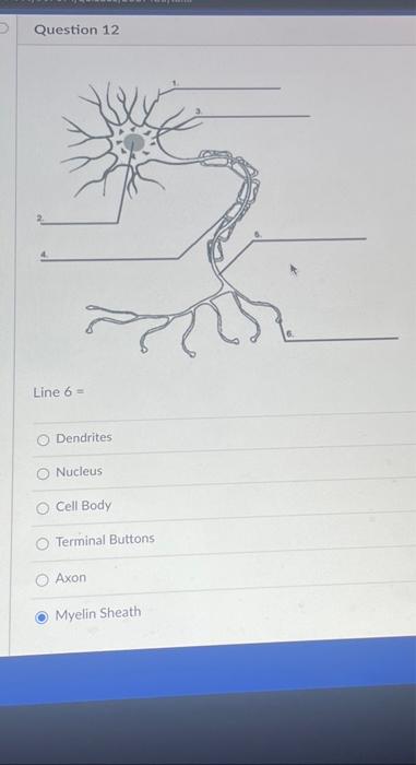 Solved Dendrites Nucleus Cell Body Terminal Buttons Axon | Chegg.com