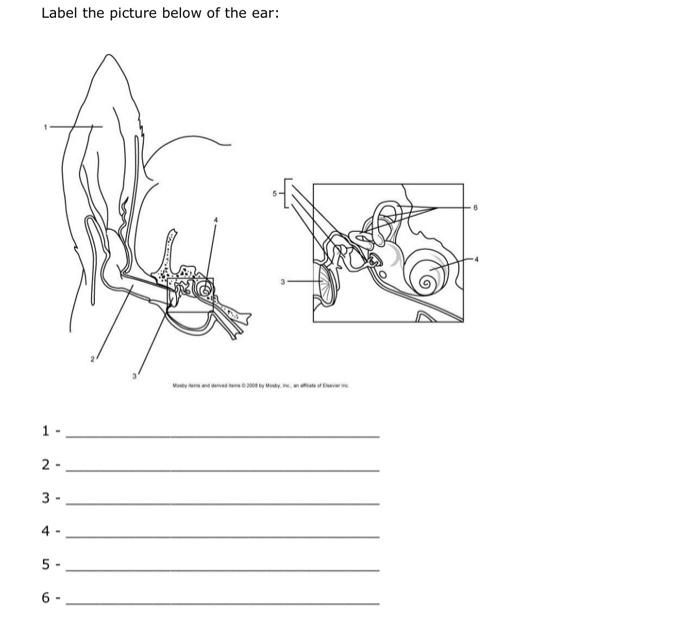 Solved Label the picture below of the ear: 1 - 2 - 3 3 - 4 - | Chegg.com