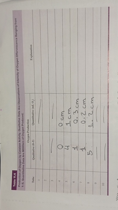 Solved Production of Oxygen by Catalase Activity. | Chegg.com