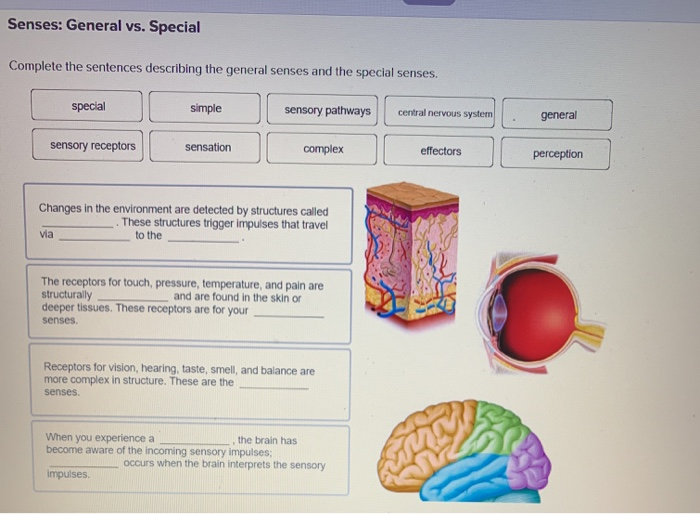 Solved Senses General Vs Special Complete The Sentences Chegg